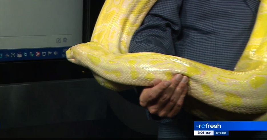 The Refresh revisits the Britney Spears snake experience | KUTV