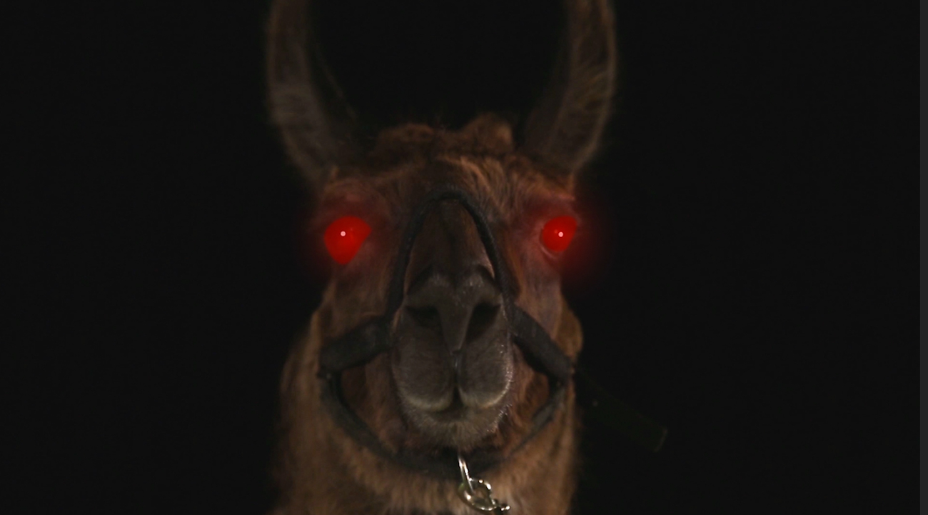 Locals Made a Killer Space Llama Film & Put It on Amazon for Over $1 ...