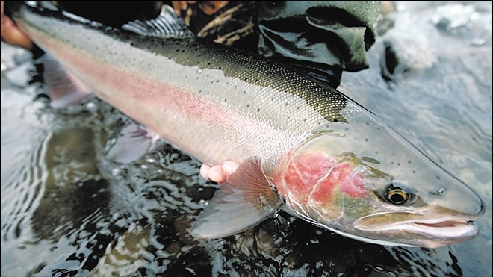 State to release Puget Sound steelhead in lakes, not rivers | KOMO