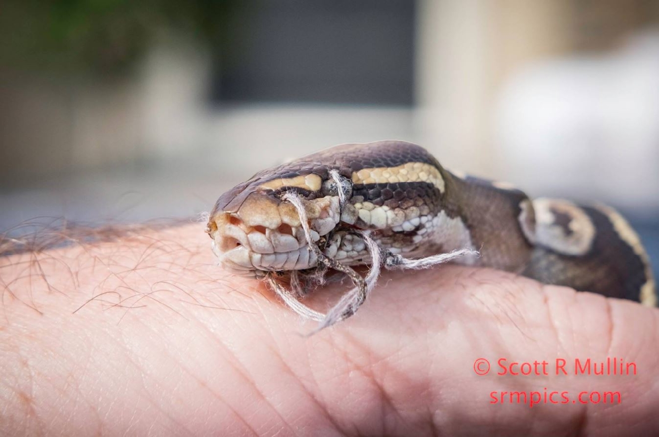 Ball python found in SW Dade County with mouth sewn shut | WPEC