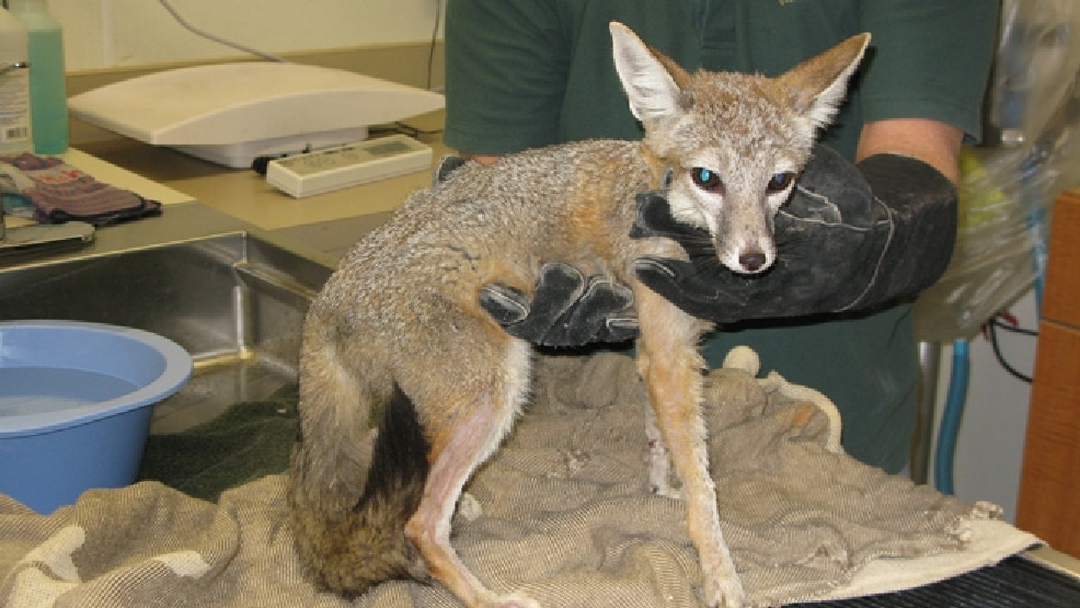 PG&E helps sick kit fox, now recovering at CALM | KBAK